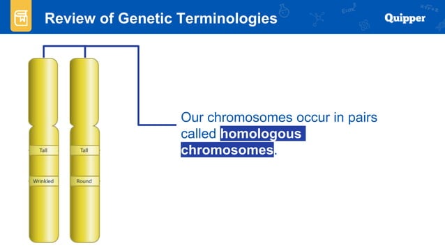 Gen Bio 2 - Mendelian Laws of Inheritance | PPTX