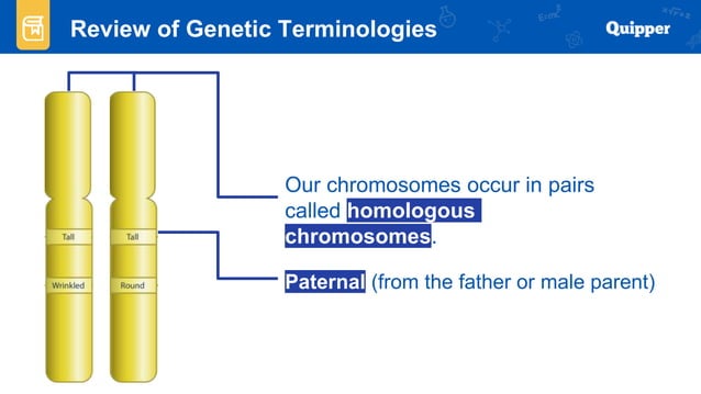 Gen Bio 2 - Mendelian Laws of Inheritance | PPTX