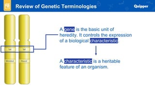 Gen Bio 2 - Mendelian Laws of Inheritance | PPTX