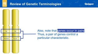 Gen Bio 2 - Mendelian Laws of Inheritance | PPTX