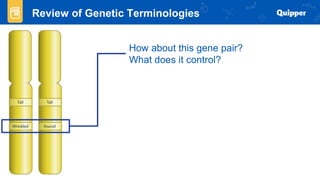 Gen Bio 2 - Mendelian Laws of Inheritance | PPTX