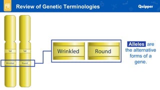 Gen Bio 2 - Mendelian Laws of Inheritance | PPTX