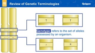 Gen Bio 2 - Mendelian Laws of Inheritance | PPTX