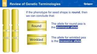 Gen Bio 2 - Mendelian Laws of Inheritance | PPTX