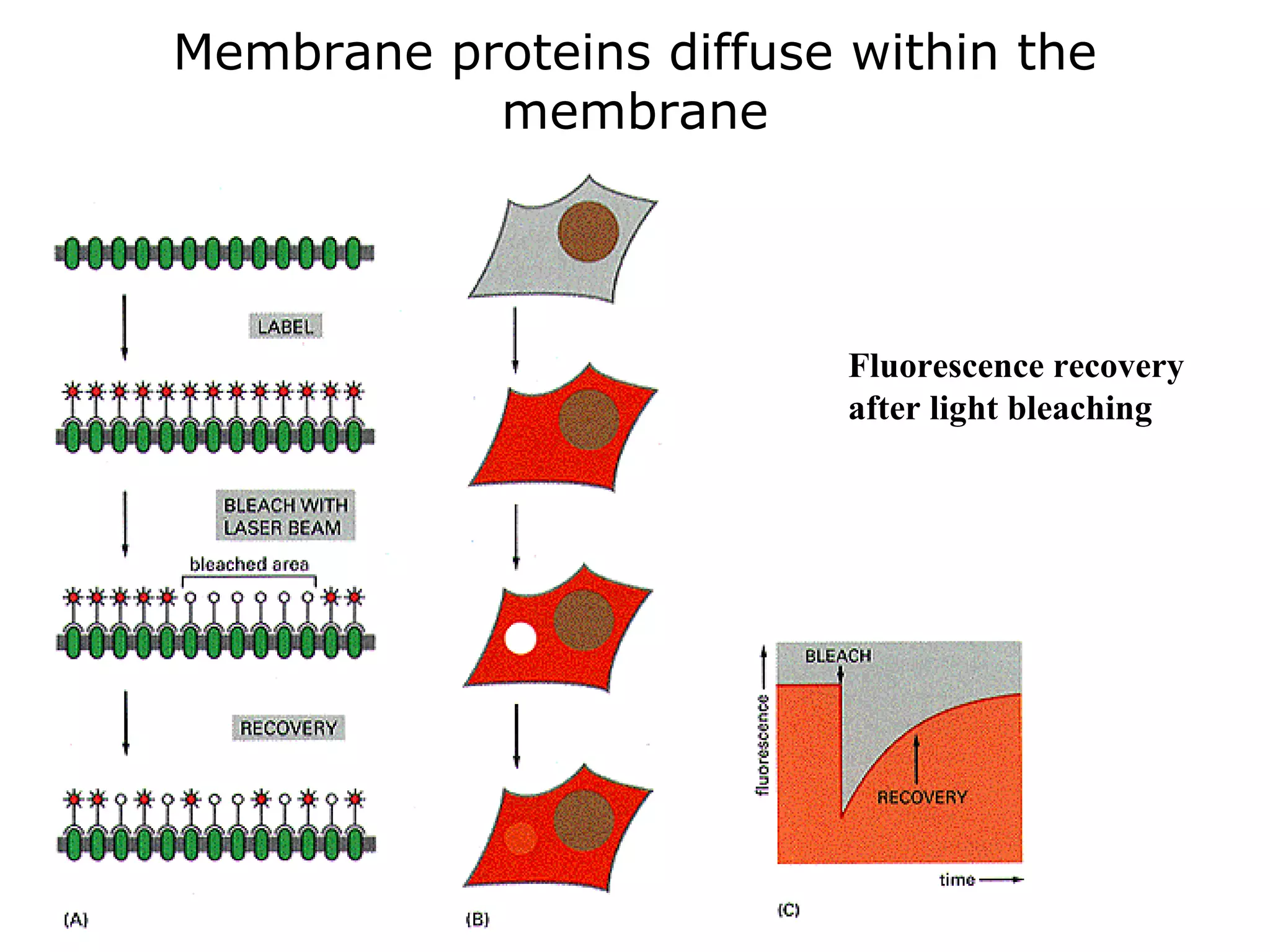 Bio211 lecture 9 (membrane structure)(1) | PPT