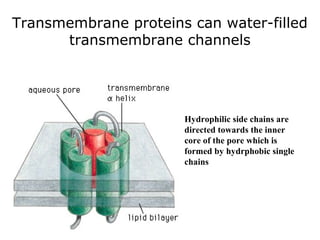 Bio211 lecture 9 (membrane structure)(1) | PPT