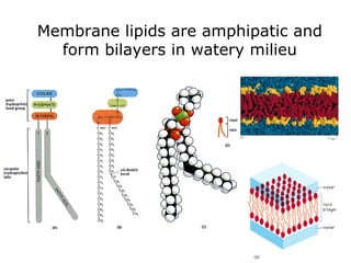 Bio211 lecture 9 (membrane structure)(1) | PPT