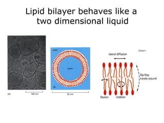 Bio211 lecture 9 (membrane structure)(1) | PPT