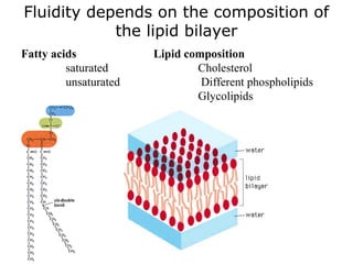 Bio211 lecture 9 (membrane structure)(1) | PPT