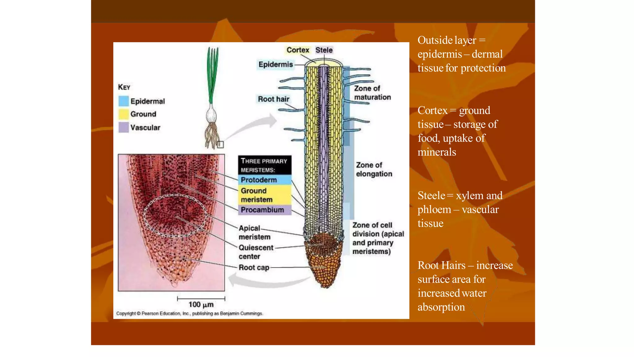 BIO 2203 Lecture 1 Introduction, Scope and Cells, tissues (NXPowerLite ...