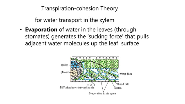 BIO 2203 Lecture 3 WATER TRANSPORT or TRANSLOCATION.pptx
