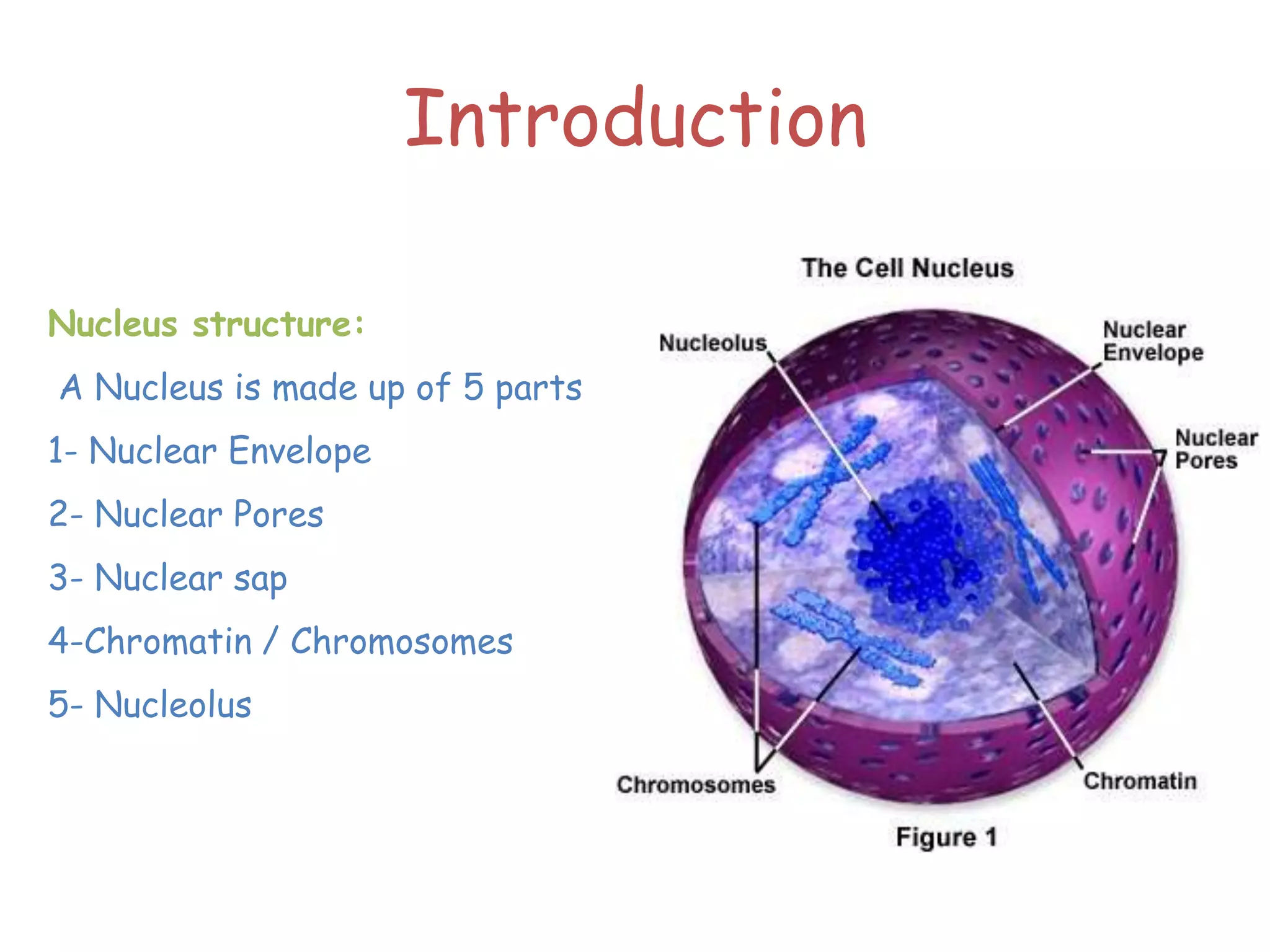 Cell division: Mitosis | PPTX