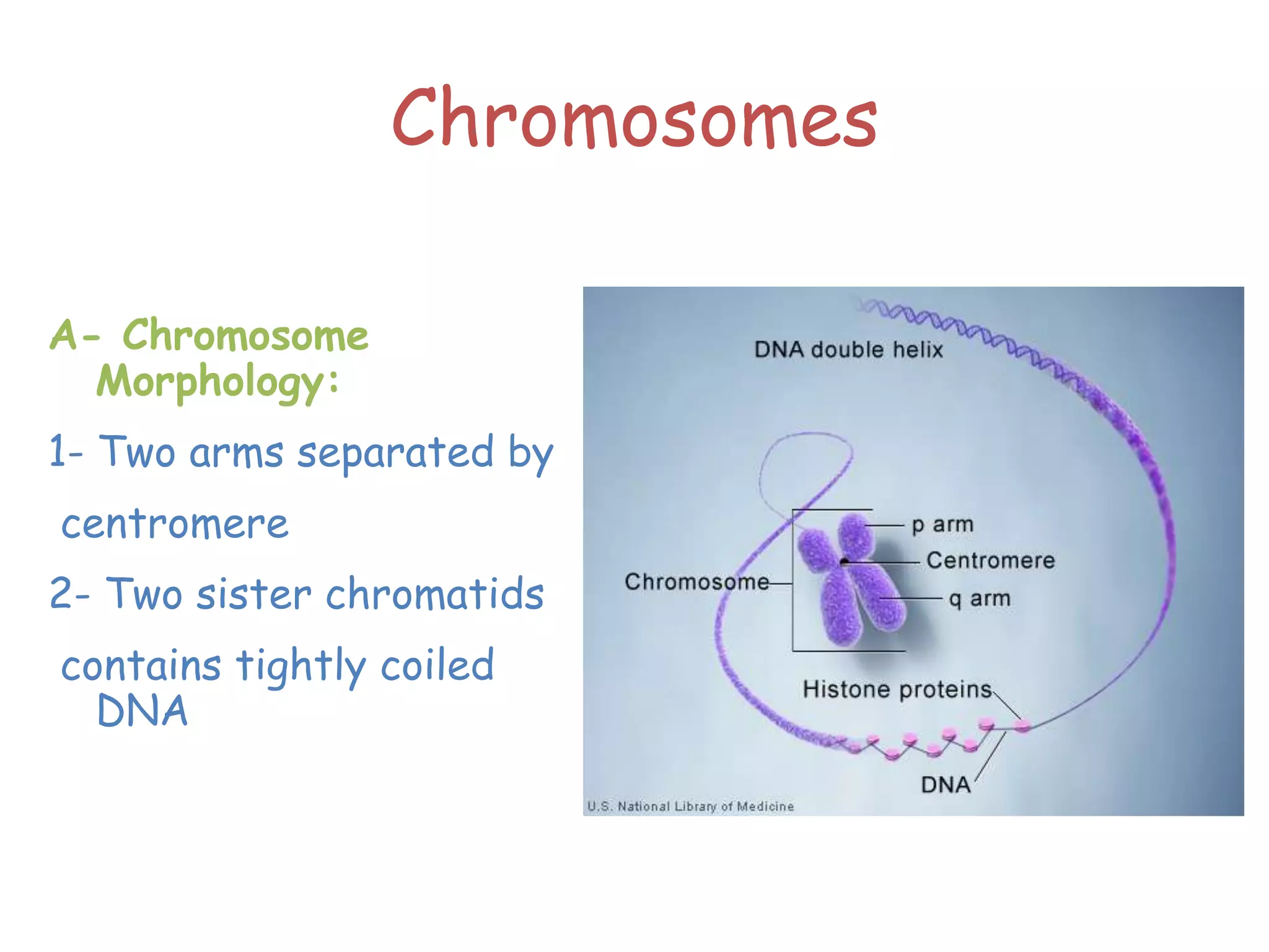 Cell division: Mitosis | PPTX