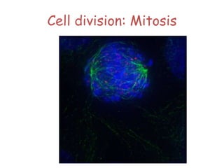 Cell division: Mitosis | PPTX
