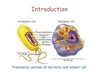 Cell division: Mitosis | PPTX