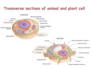 Cell division: Mitosis | PPTX