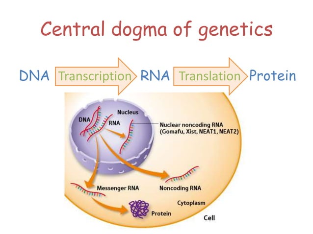 Cell division: Mitosis | PPTX