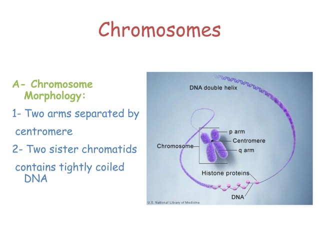 Cell division: Mitosis | PPTX