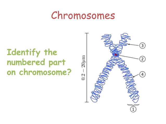 Cell division: Mitosis | PPTX