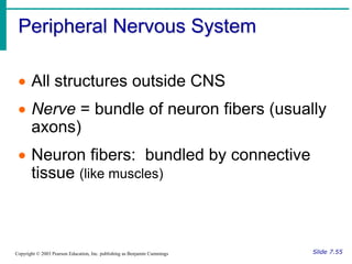 Bio221Lec17_CNS, PNS.ppt