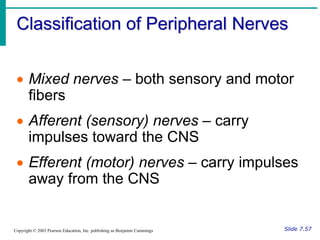 Bio221Lec17_CNS, PNS.ppt