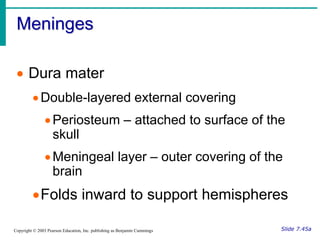 Bio221Lec17_CNS, PNS.ppt