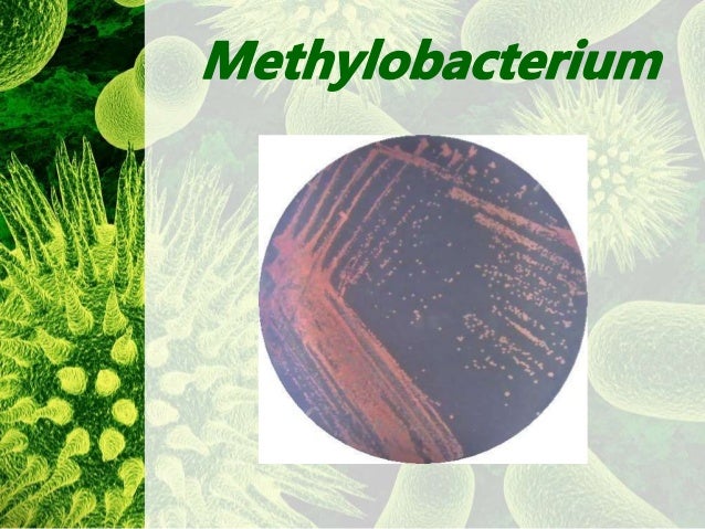 Microbiology Final Enrichment Project