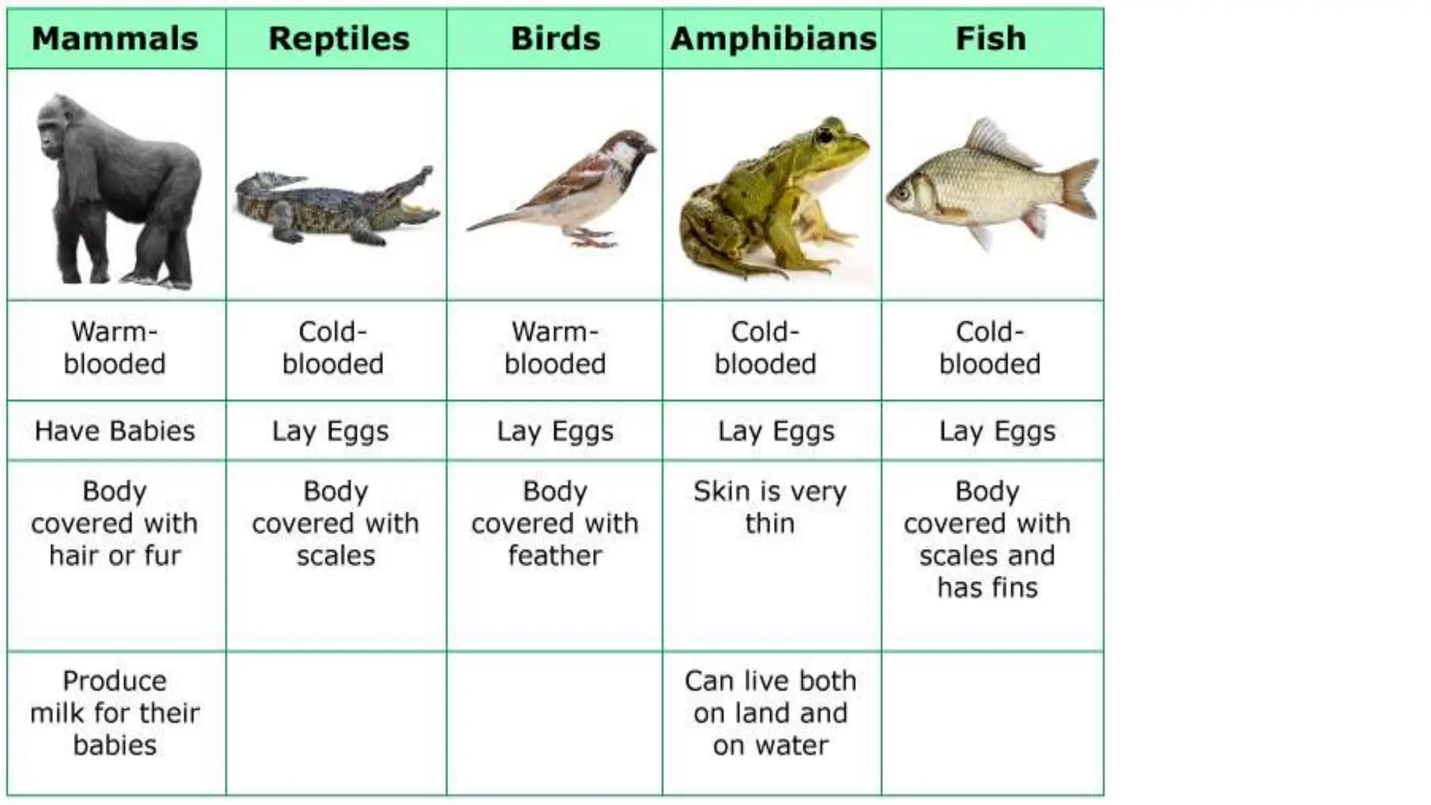 Morphological Adaptive Features of Life on Land by Vertebrates | PPT