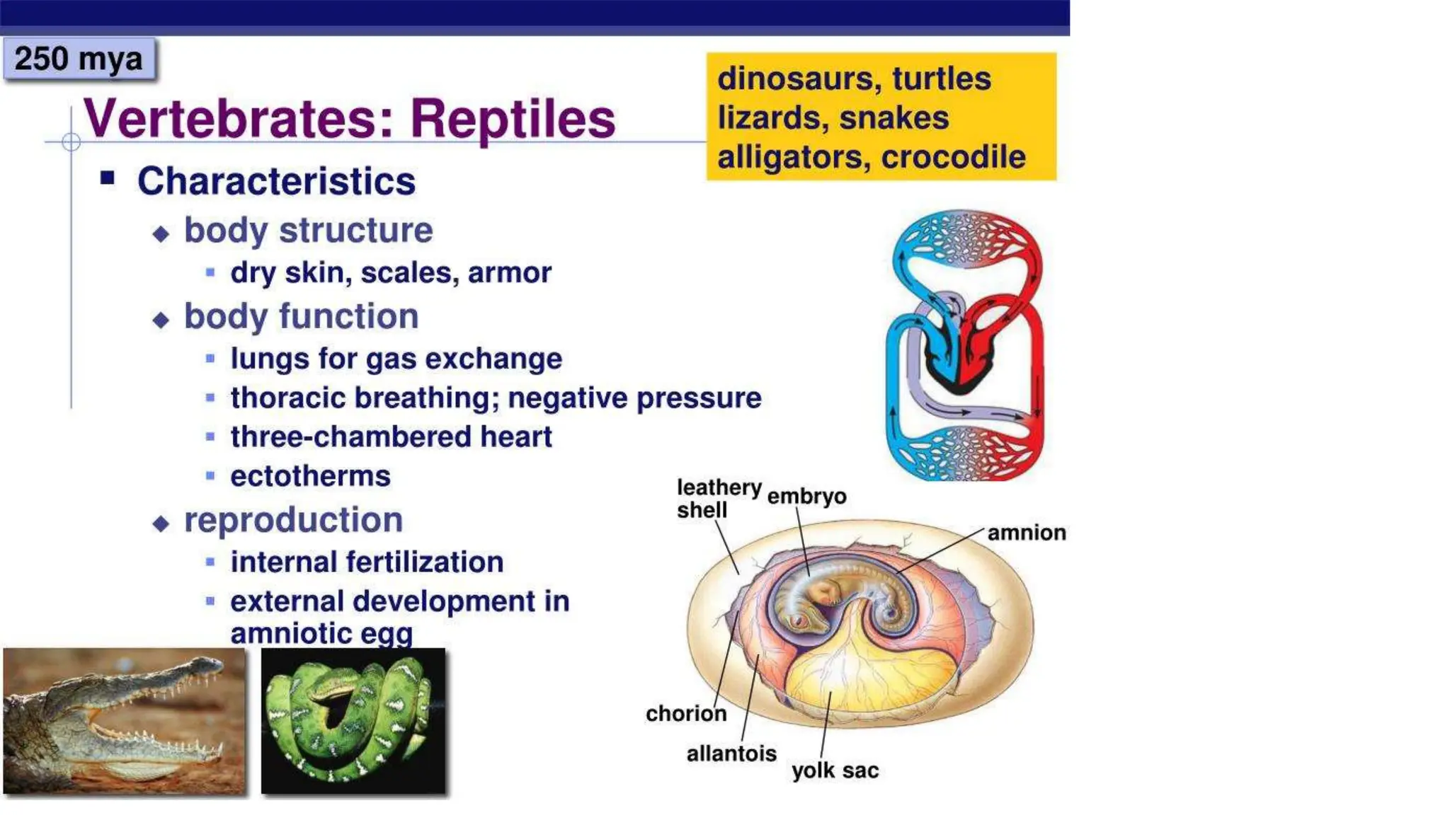 Morphological Adaptive Features of Life on Land by Vertebrates | PPT