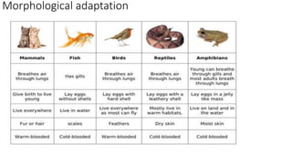 Morphological Adaptive Features of Life on Land by Vertebrates | PPT