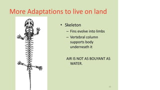 Morphological Adaptive Features of Life on Land by Vertebrates | PPT