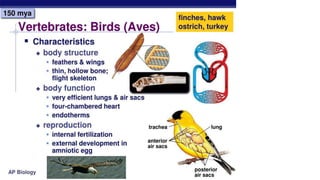 Morphological Adaptive Features of Life on Land by Vertebrates | PPTX