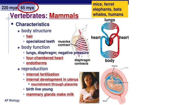 Morphological Adaptive Features of Life on Land by Vertebrates | PPT