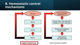 BIO 2246_Animal Physiology_Unit 3-Homeostasis.pptx