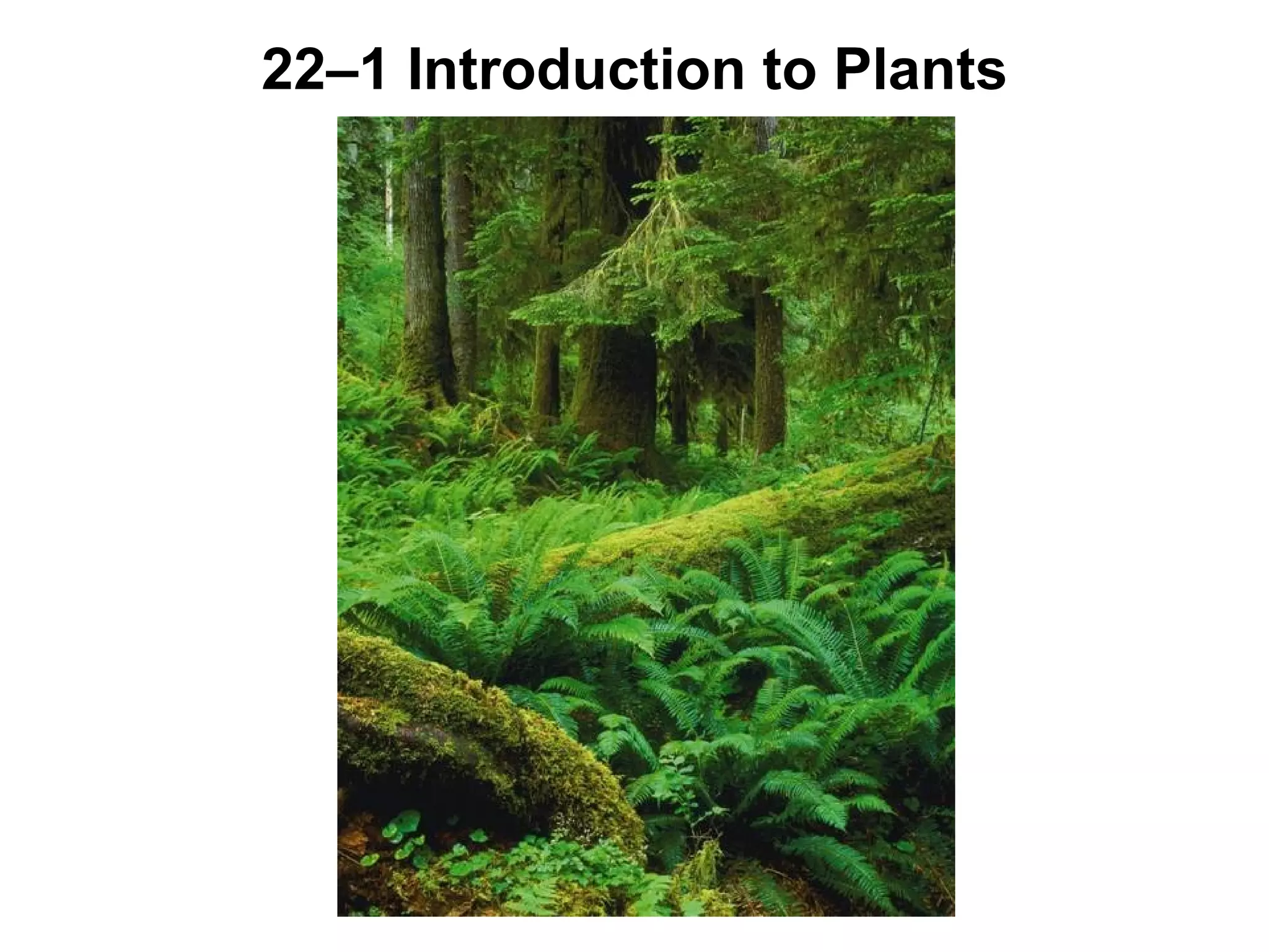 Chapter 22 Lecture- Plants | PPT