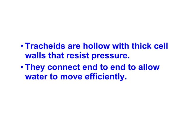 Chapter 22 Lecture- Plants | PPT