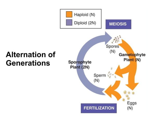 Chapter 22 Lecture- Plants | PPT