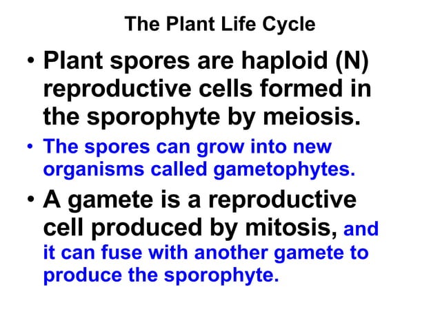 Chapter 22 Lecture- Plants | PPT