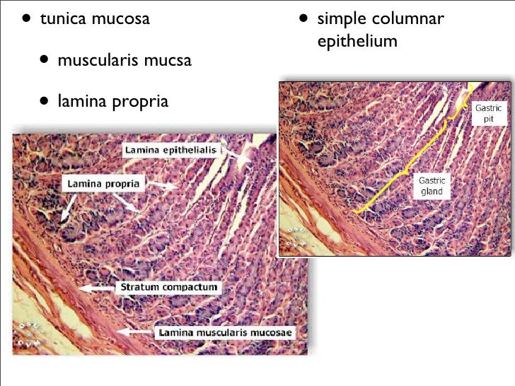 Lamina Propria Histology Tongue