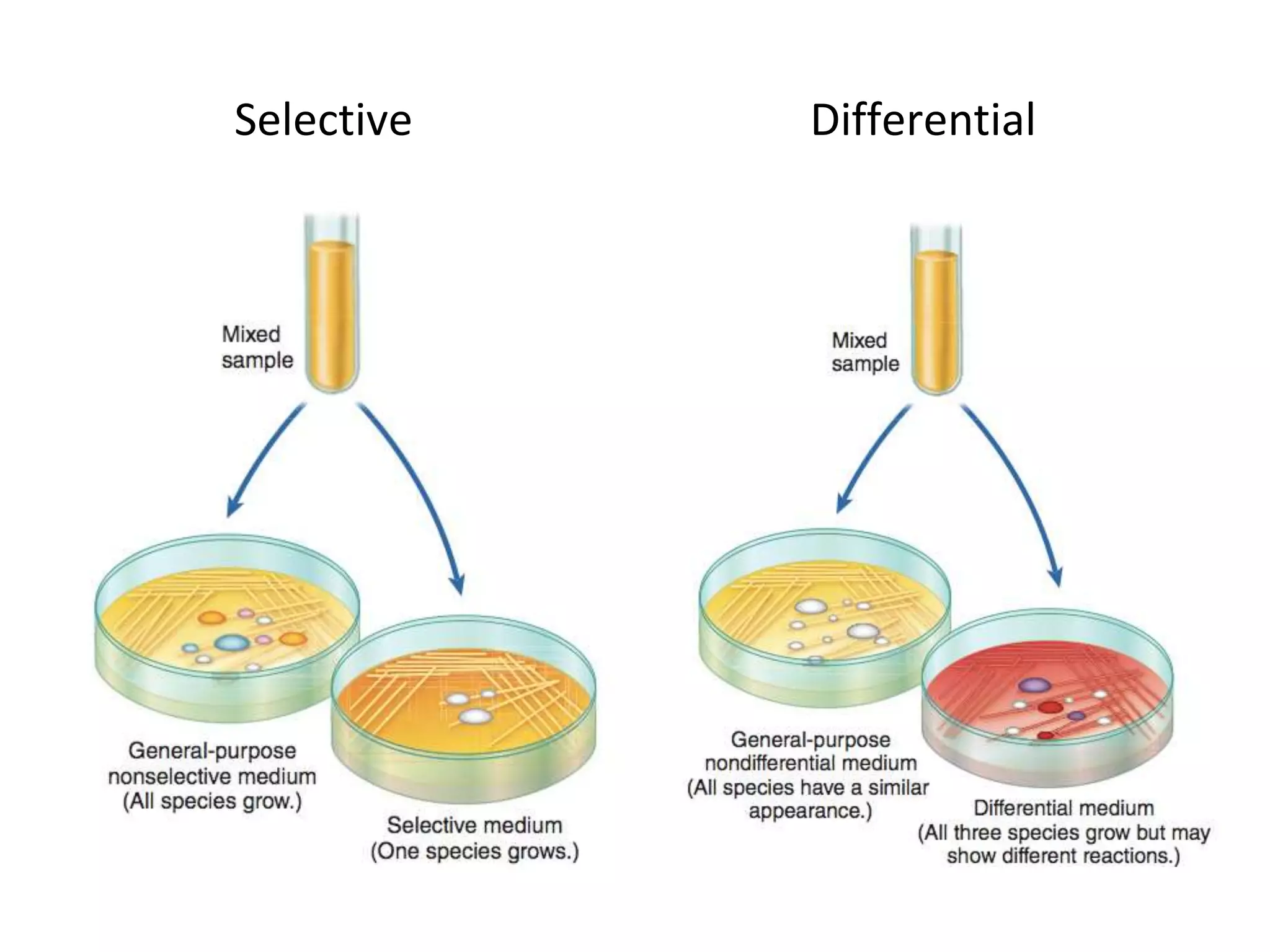 Bio235_ Exe.13 Special Media for isolating bacteria_Fall 19.pptx