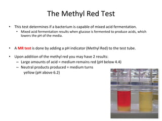 Bio235_Exe.15 Fermentation_Fall19.pptx