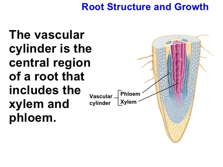 Chapter 23 Lecture Roots Stems Leaves 5417