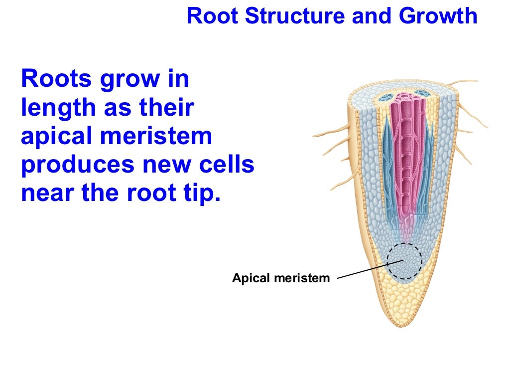 Chapter 23 Lecture- Roots, Stems, Leaves
