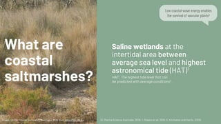 Australian Coastal Saltmarshes and climate change | PDF