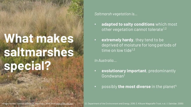 Australian Coastal Saltmarshes and climate change | PPT