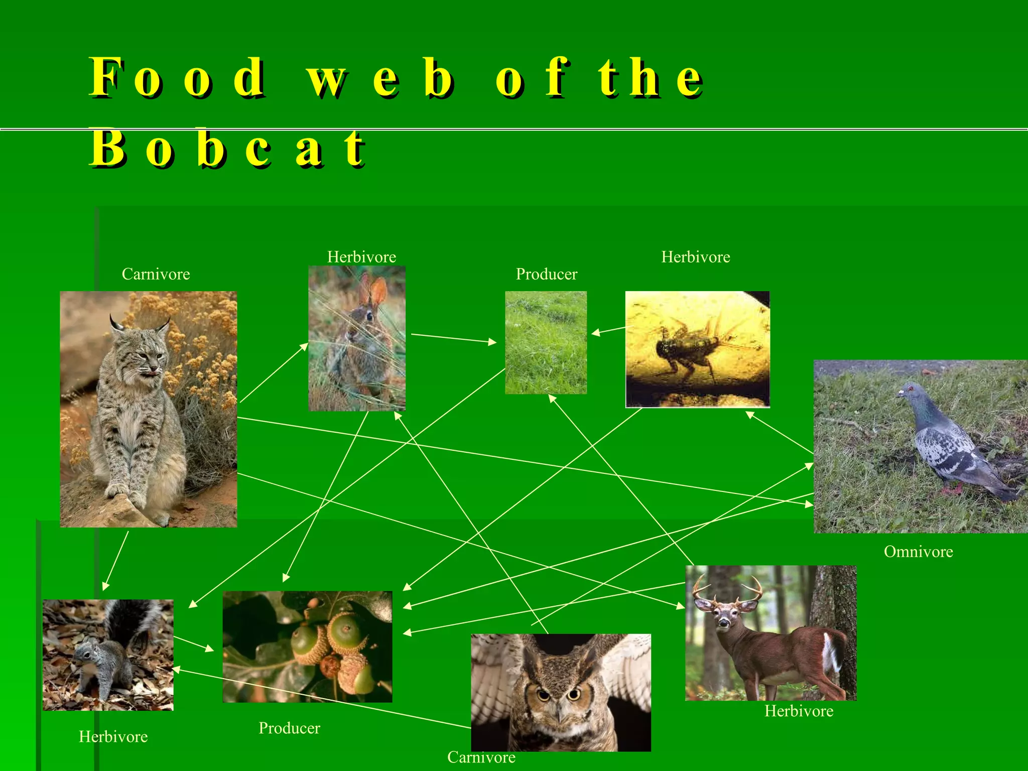 Bio 2 bobcat for school | PPT