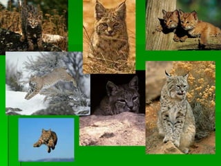 Bio 2 bobcat for school | PPT