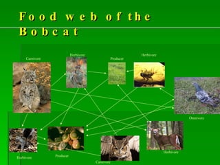 Bio 2 bobcat for school | PPT