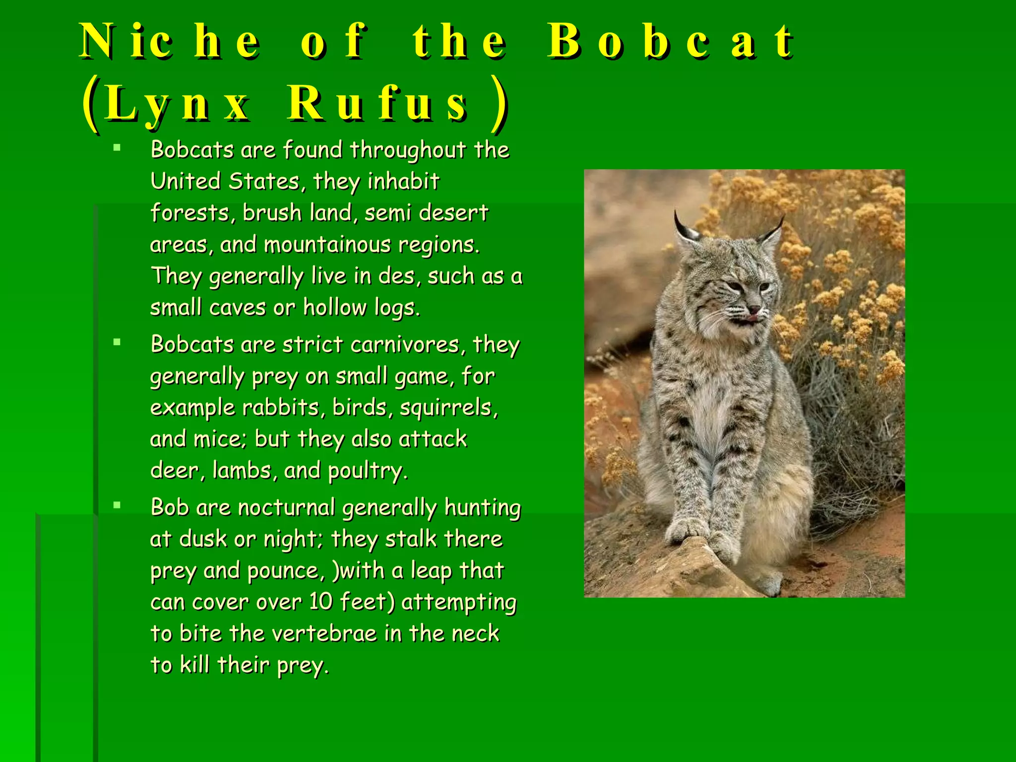 Bio 2 bobcat for school Vince | PPT | Cats | Pets