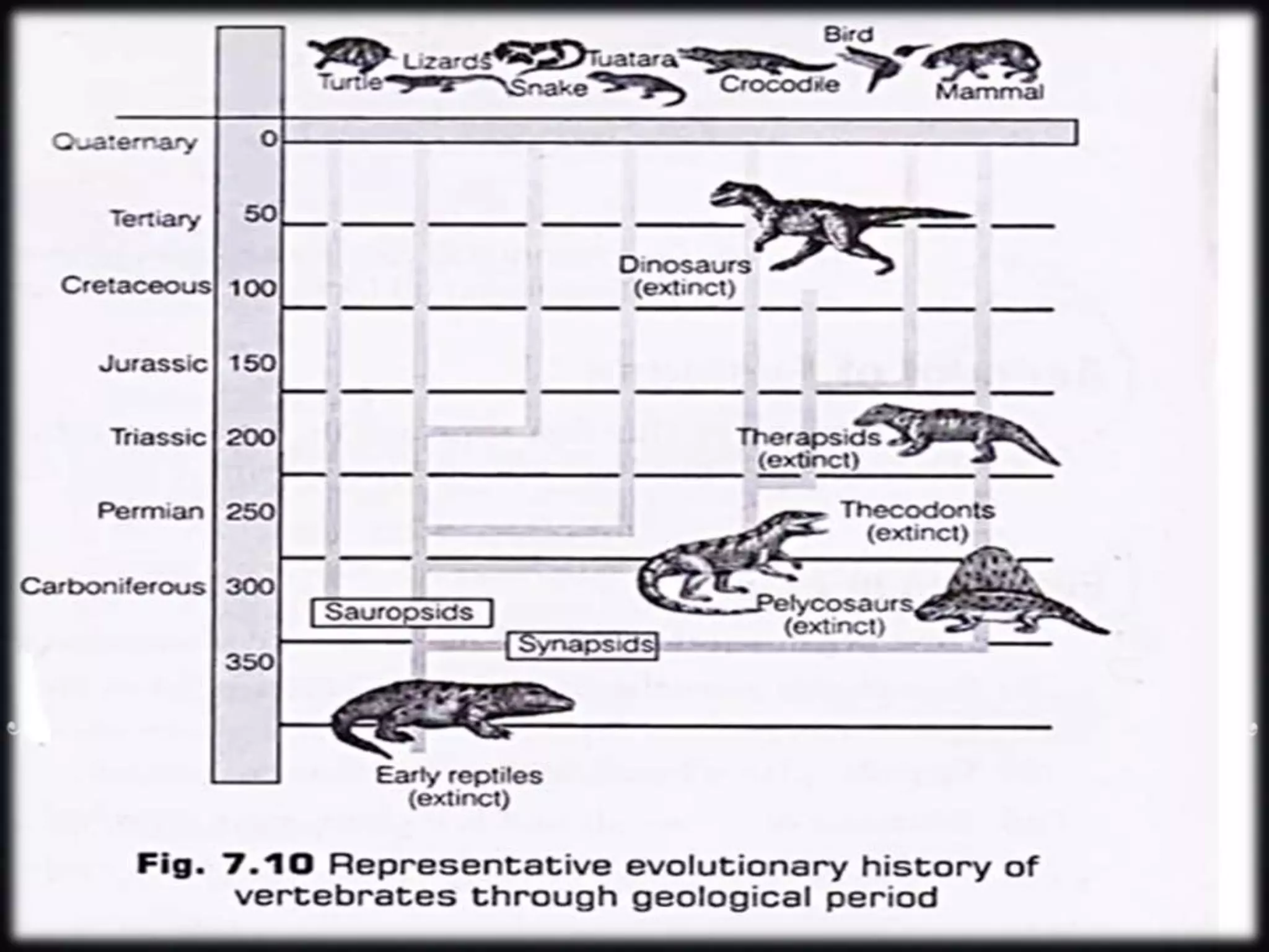 EVOLUTION CLASS 12 | PPTX